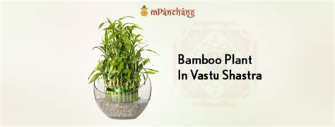 Bamboo Plant In Vastu Know Its Significance And Benefits