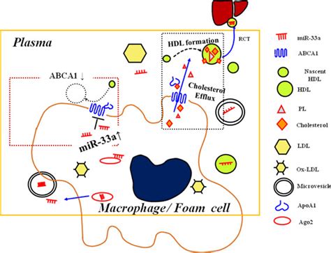 Elevated Mir 33a Represses The Expression Of Abca1 Leading To