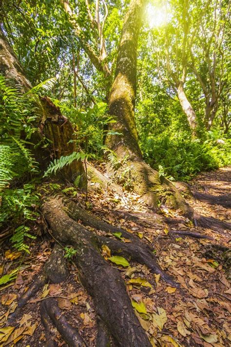 Parque Nacional De La Bah A De Jozani Chwaka Del Pantano Del Bosque De