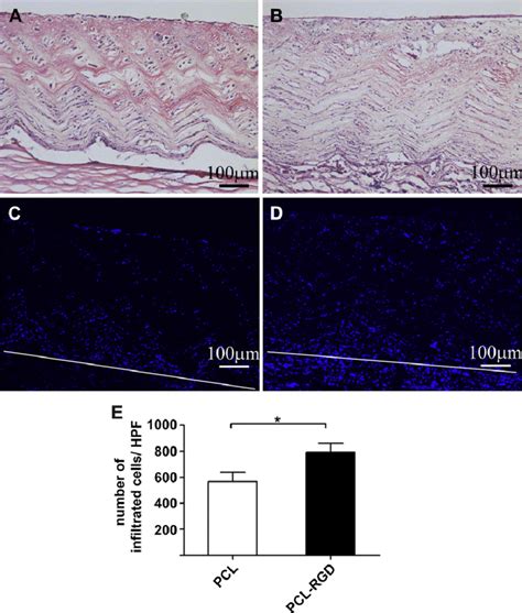 Cellular Infiltration Analysis Staining Of The Longitudinal Sections