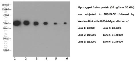Ha Tag Antibody 51064 2 Ap Proteintech