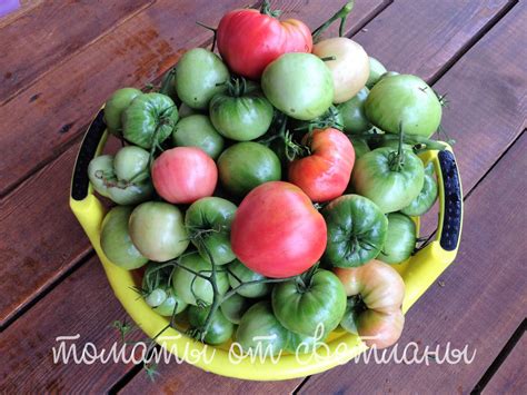 Розовая Страсть (ПРОЕКТ "DWARF TOMATO") - семена томатов