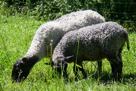 Five Things You Should Know About Sheep Behavior