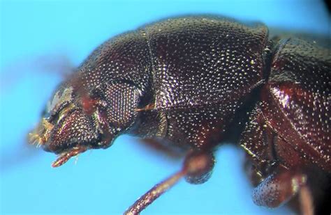 Chilometopon Microps Bugguide Net