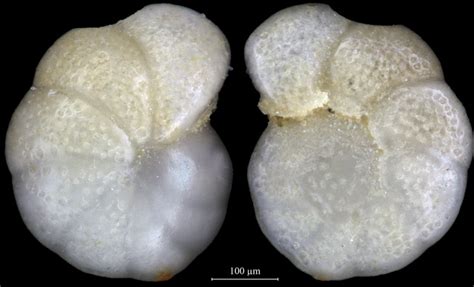 Cibicides Communis Doberg Germany Chattian Oligocene Paleogene