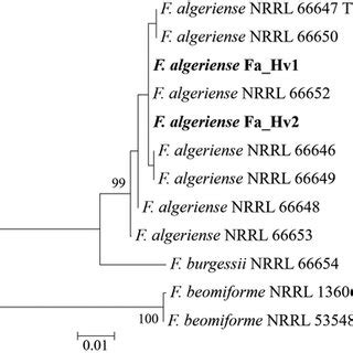 Phylogenetic Tree From Maximum Likelihood Based On Combined Tef And
