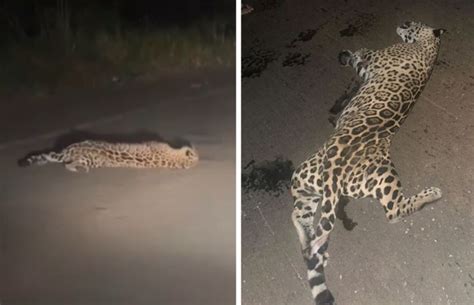Onça Pintada Morre Atropelada Em Rodovia De Mt Nativa News