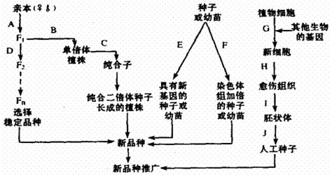 下图为六种不同育种方法的示意图 据图回答 1 图中A D方向所示的途径表示 育种方式 ABC的途径 表示 育种方式 这两种育种方式相比