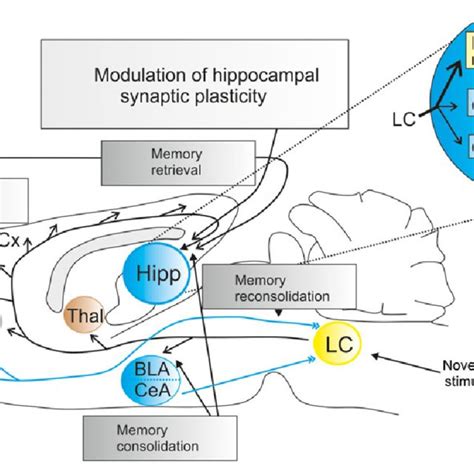 Noradrenergic Projections Of The Locus Coeruleus Involved In The Download Scientific Diagram