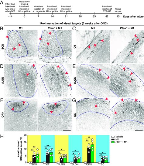 Regenerating Rgc Axons Reinnervate Multiple Subcortical Visual Targets