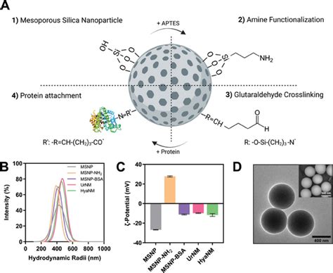 Fabrication And Characterization Of Enzyme Powered Nms A Scheme