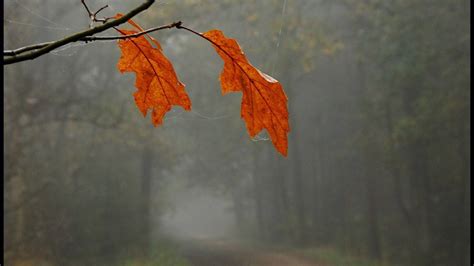 200 November Pictures