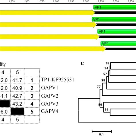 Sequence Comparison Genomic Organization And Phylogenetic Analysis