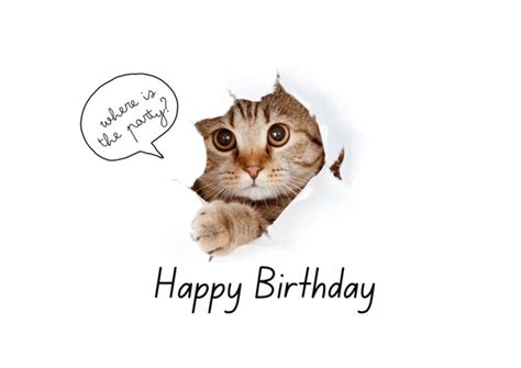 Birthday Cat Cute