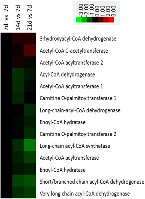 Enrichment Of Proteins In Fatty Acid Metabolism Pathway In Jejunal
