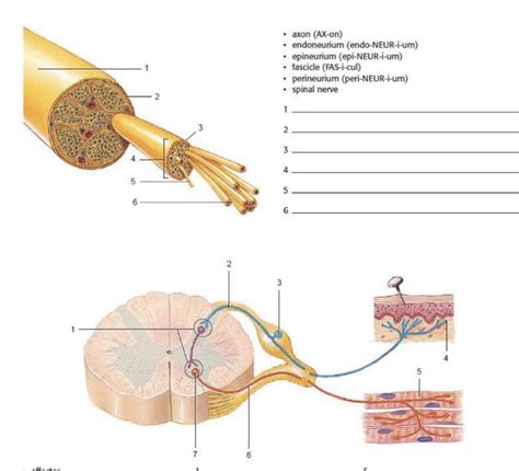 Nervous System 2 Diagram Quizlet