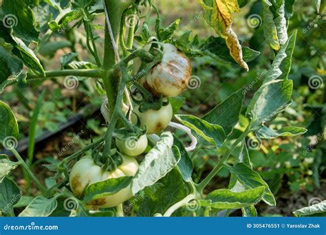 Prevention Of Pests And Diseases Affecting Tomato Plants Stock Image