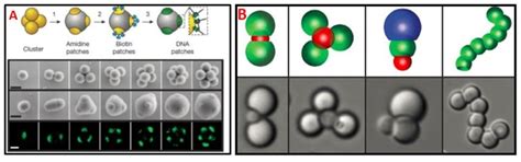 Dna Patchy Particle Fabrication 1st Row A Well Defined Symmetric