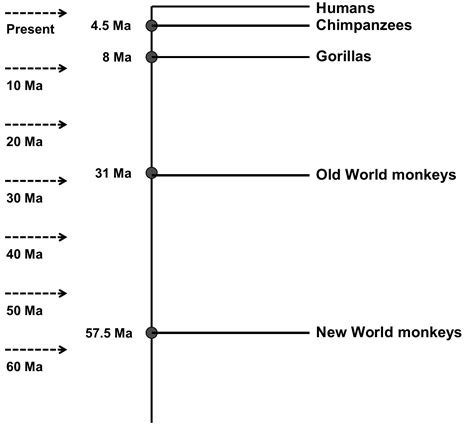 Chimpanzee Human Divergence Molecular Evidence