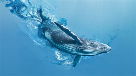 Whale Wallpaper 1920x1080 Whale 1080p 2k 4k 5k Hd Wallpapers Free
