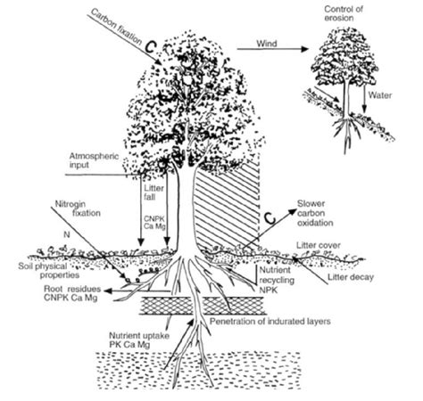 How Trees Improve Soil Source Nair 1993 Download Scientific Diagram