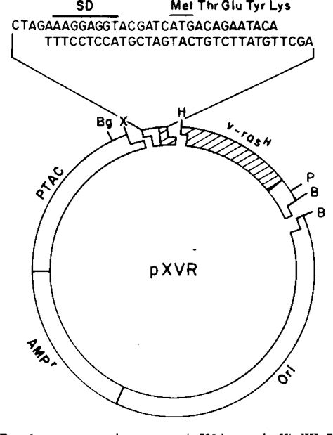 Figure 1 From Isolation Of Ras Gtp Binding Mutants Using An In Situ Colony Binding Assay