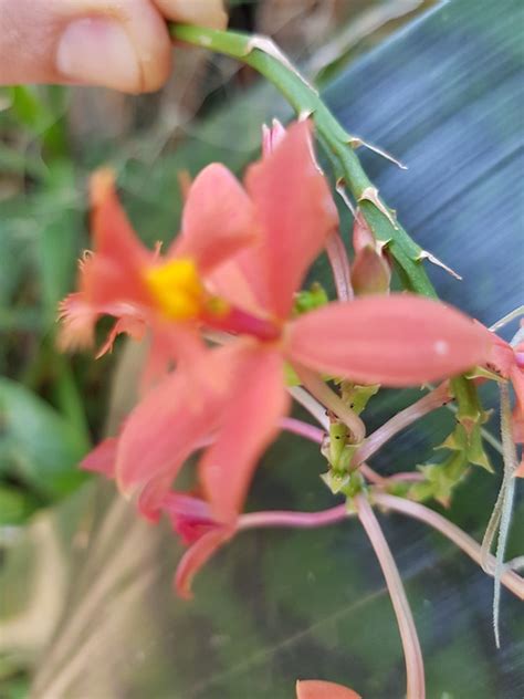 Orchids Exotic Flowers Orchid Free Photo On Pixabay Pixabay