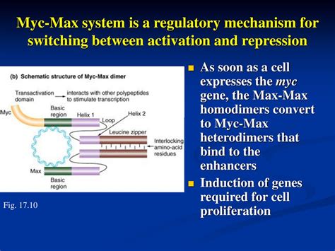 Gene Regulation In Eukaryotes Ppt Download