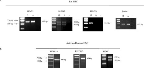 Detection Of RUNX UTE Interactions In HSC And In Situ Association Of Download Scientific