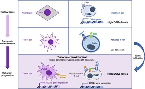 High Dgkα Expression In Tumors And Tumor Infiltrating T Cells In