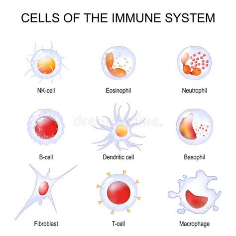 Cells Of The Immune System White Blood Cells Or Leukocytes Stock