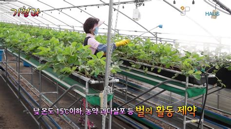 딸기생리장해 기형과 Youtube