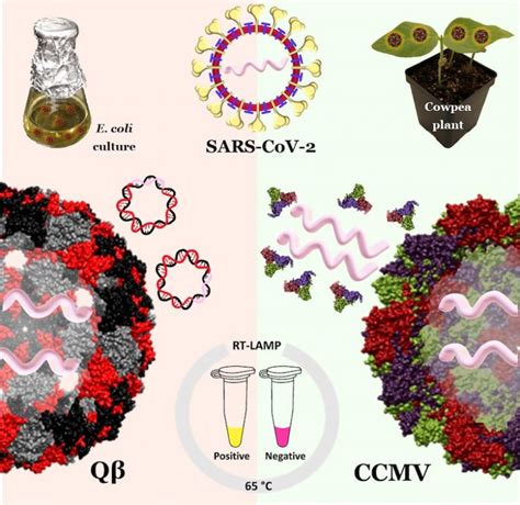Coronavirus Like Particles Could Ensure Reliability Of Rapid Covid 19 Tests
