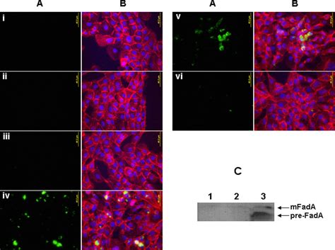 Fada From Fusobacterium Nucleatum Utilizes Both Secreted And Nonsecreted Forms For Functional
