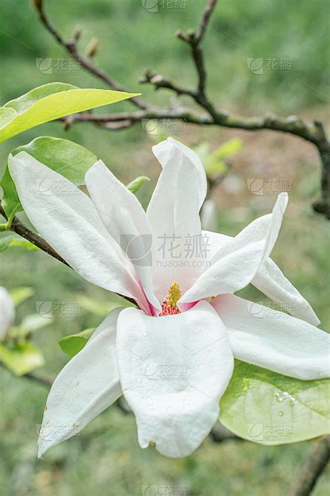 盛开的木兰在春天的公园。