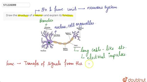 Draw The Structure Of A Neuron And Explain Its Function 10 Control And Coordination Bio
