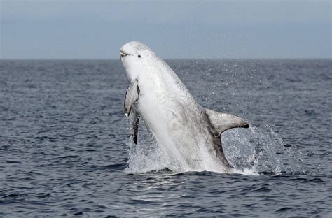 Rissos Dolphin Facts Sighting Guide Sea Trust