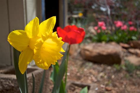 Безплатна снимка растение цвете ботаника жълт флора нарцис Dailyshoot цъфтящи растения