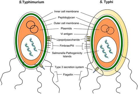 Salmonella Typhi Bacteria Diagram