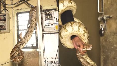 Indian Rock Pythons On Substation Wires Rescued By Brave Men Trending Hindustan Times