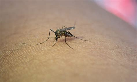 Τσίμπημα κουνουπιού Τι να κάνεις για να μην σε πλησιάσουν Φυσικές λύσεις