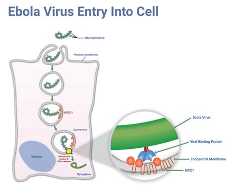 New Trojan Horse Antibody Strategy Shows Promise Against All Ebola