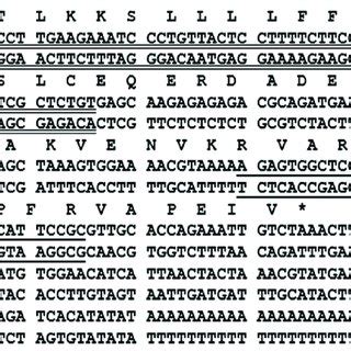 Nucleotide And Translated Open Reading Frame Amino Acid Sequence Of Download Scientific Diagram