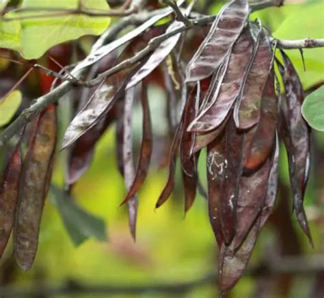 19 Types Of Trees With Long Seed Pods With Pictures Own Yard Life