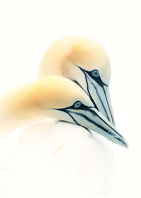 African Wildlife Art Prints For Home Or Office Wall Art