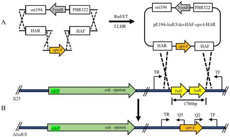 一种基因工程菌及其在高产伊短菌素中的应用的制作方法