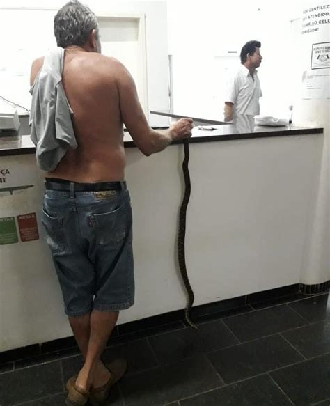 Idoso picado por jararaca leva cobra viva na mão até hospital e