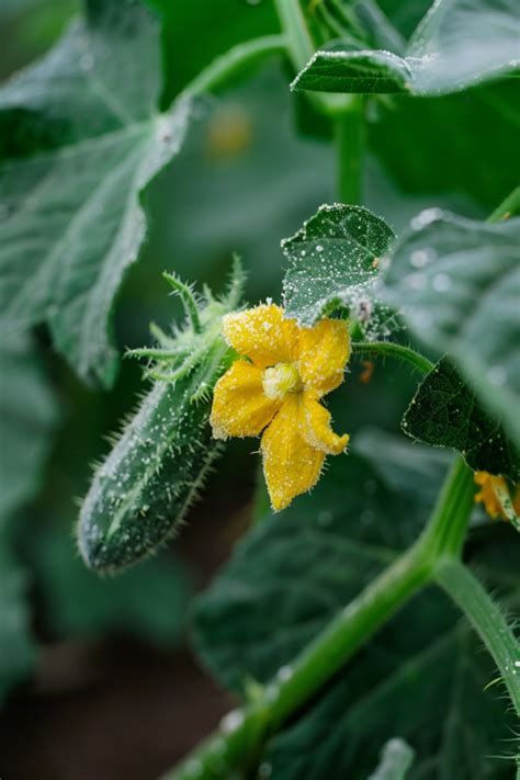 Powdery Mildew On Cucumber Plants Solutions And Prevention