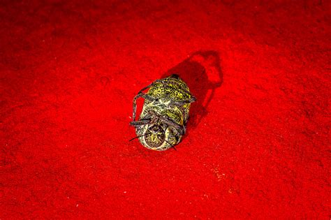 The Sulphurous Jewel Beetle Insect In Uae Beetle Has Two Pairs Of Wings