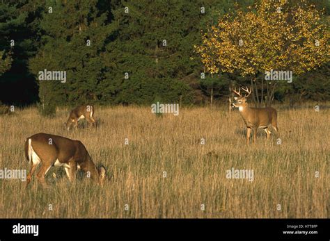 White Tailed Deer Odocoileus Virginianus Buck Watching Over Does In
